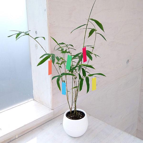 七夕飾りに！毎年ご好評いただいている、ホウオウチクの鉢植えです。短冊もついているのでそのまま飾れますよ！ホウオウチクは東南アジア〜中国南部原産のホウライチクの変種で葉の形が鳳凰の羽の形に似ていることがその名前の由来になっています。葉は小さく...