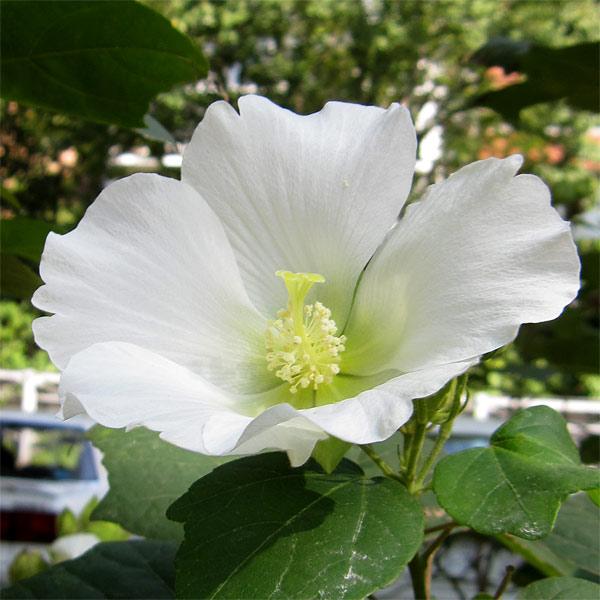 フヨウは美人にたとえられる、とても優雅な花木です。短命な1日花ですが、夏の間次々に咲き続けます。中国・日本原産で、名花中の名花として、しばしば絵画のモチーフにもなっています。風情あふれる夏の花木としてお楽しみいただけます。一度植えればほとん...
