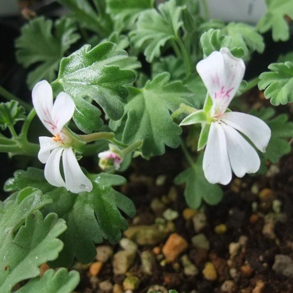 ニオイゼラニウムは香りを楽しむハーブ・センテッドゼラニウムの仲間です。南アフリカ原産の多年草で、交配により多くの品種が作り出されています。葉には良い香りがあり、愛らしい花も楽しめ、ガーデニングにおすすめです。香りは品種によりさまざま。乾燥葉...