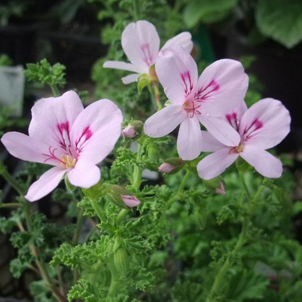 ニオイゼラニウムは香りを楽しむハーブ・センテッドゼラニウムの仲間です。南アフリカ原産の多年草で、交配により多くの品種が作り出されています。葉には良い香りがあり、愛らしい花も楽しめ、ガーデニングにおすすめです。香りは品種によりさまざま。乾燥葉...