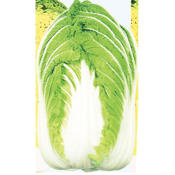 【発売日：2026年08月27日】白菜の中でも肥大力ナンバーワンの品種で、秋に定植し真冬に向けて収穫できる大型白菜です。株張りが良く、うまく育つと4〜5kgの大球になります。晩生品種の越冬型で、葉質も柔らかい良食味品種です。定植後70日ぐら...