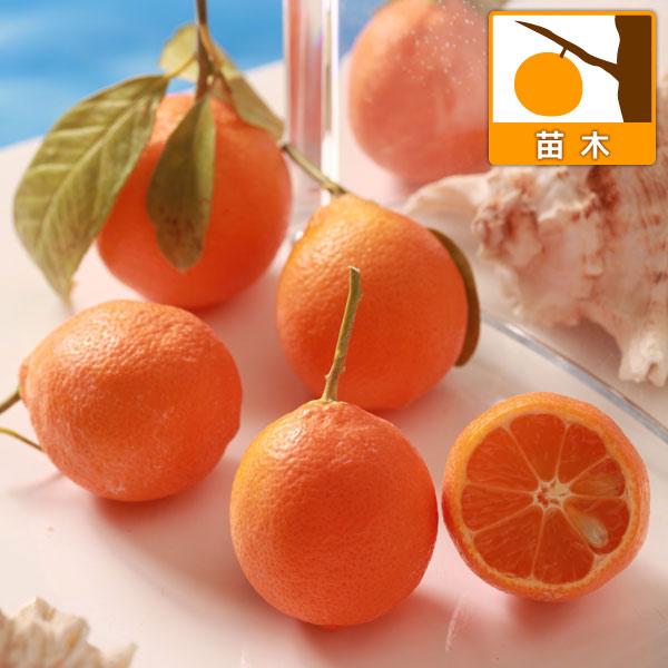 ★入荷から日数が経ったためセール価格となりました。商品の状態は画像と異なる場合があります。★一見するとオレンジのように赤い珍種のレモンです。果実は赤皮赤肉でジューシーで酸っぱいレモンの味。ほどよい酸味で後味も爽やかです。サイズもゴルフボール...