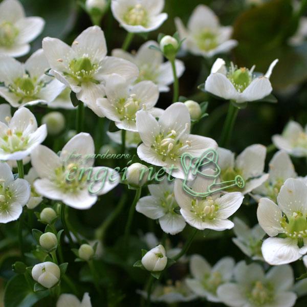 伊豆七島神津島産の小型の梅鉢草です。普通の梅鉢草に比べね小型で、暑さに強く作りやすいのが特徴です。草丈10〜15cm位で、夏から秋にかけて白花の５弁花の可愛らしい花を咲かせます。梅鉢草の名の由来は花の形が天満宮の梅鉢紋に似ている所から。※詳...