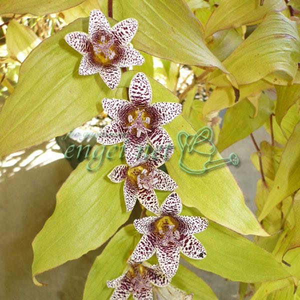 ★入荷から日数が経ったためセール価格となりました。商品の状態は画像と異なる場合があります。★コハクジョウロホトトギスは、白地に赤茶色の斑点を多数つけた特徴的な花で、茎が下に長く垂れ下がり茶席の花として人気があります。ホトトギスは山野の湿り気...