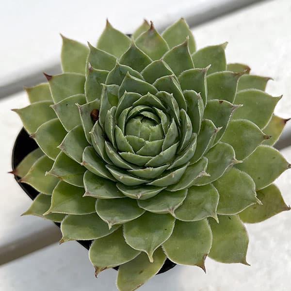 ハウスリークはセンペルビウム・テクトラムとも呼ばれる多肉植物です。テクトラムは「家の屋根」の意で、この植物が屋根に生えているとると、落雷や火災、魔物、熱病などの難から逃れることができるという言い伝えがあります。属名はラテン語の「Semper...