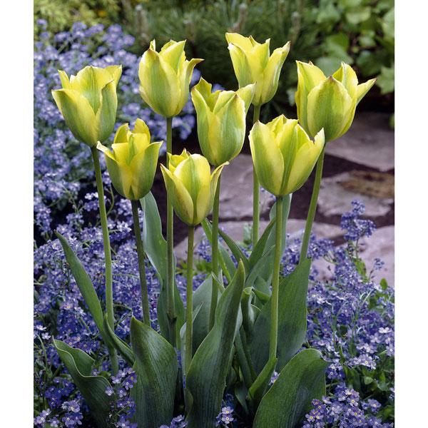 秋植え球根 レモンイエローの花弁の中央にグリーンが入る、爽やかなビリティ咲きのチューリップです。花保ちが良いので存在感のある花を長く楽しむことができます。※詳しい商品説明は下のほうに記載があります