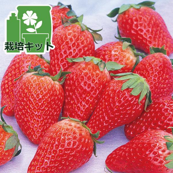 いちごの苗2株とプランター、土、肥料もついた、お得なセットです。※詳しい商品説明は下のほうに記載があります