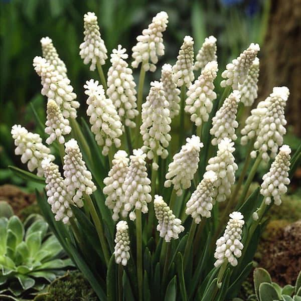 春の花壇作りに欠かせないムスカリ。まとめて植えてじゅうたんのように咲かせたり、チューリップやヒヤシンスとの寄せ植えにもぴったりです。※詳しい商品説明は下のほうに記載があります