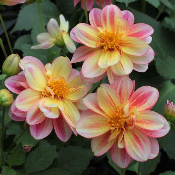 レディダリアは愛らしい花を次々に咲かせる小輪ダリア。病気に強く、花付がよく、次々に咲きます。開花が終わると花びらが自然に落ちるので、きれいです。生育旺盛で1株でたくさんの花が楽しめ、草丈がコンパクトで株姿がきれいにまとまります。花壇や鉢植え...