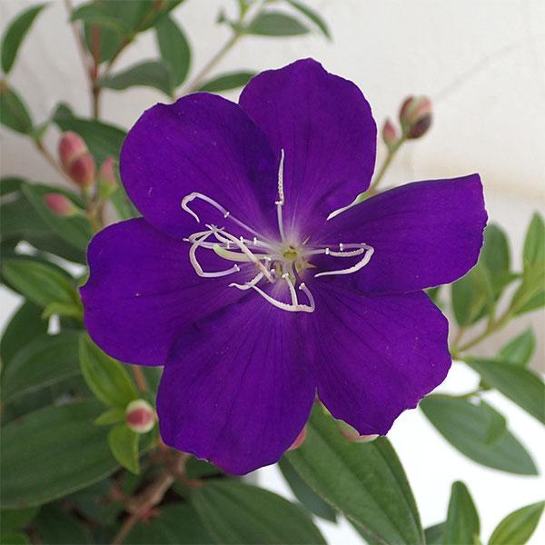ノボタンは東南アジアなどに分布する常緑低木です。コートダジュールは花はやや小型で花弁が細く、葉も小型で、花付がよく花期が長い品種で、充実した枝先に蕾をつけ、地中海ブルーの美しい花を咲かせます。花弁の元が白く、雄しべも白いので涼しげな印象です...
