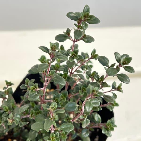 コモンタイム同様料理・ティーに最適 多年草 ハーブ苗 レモンタイムは、葉にレモンの香りを持つ立性タイムで、シトラスタイムとも呼ばれます。春から初夏に淡いピンク色の花をびっしりと咲かせ、花も楽しめます。グリーンの小さな葉を密に茂らせ、柑橘系の...