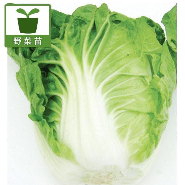 【発売日：2026年08月27日】葉がすこぶるやわらかく、葉面に毛(毛茸もうじ)が無いので食べやすい人気の品種。※詳しい商品説明は下のほうに記載があります
