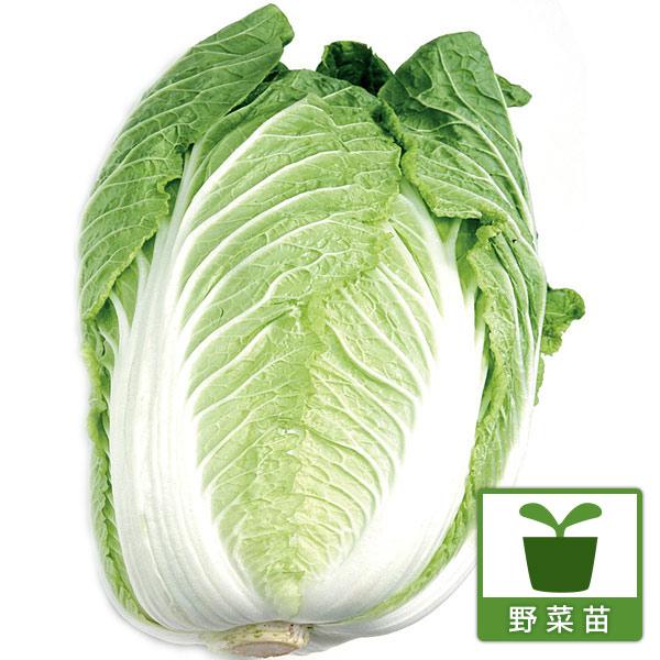 【発売日：2026年08月27日】葉がすこぶるやわらかく、葉面に毛(毛茸もうじ)が無いので食べやすい人気の品種。※詳しい商品説明は下のほうに記載があります