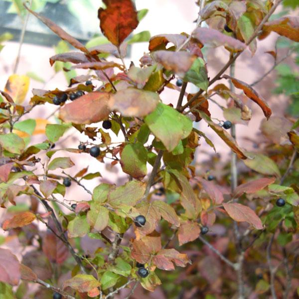 本州や四国の山野に自生する落葉潅木です。涼しげな明るい緑の葉、秋の紅葉が美しく、雑木林風の庭園樹として好まれます。樹高が低めなので、中高木と組み合わせて植えるとよいでしょう。6月頃に釣り鐘状の花を咲かせ、その後赤褐色の実を付けてきれいです。...