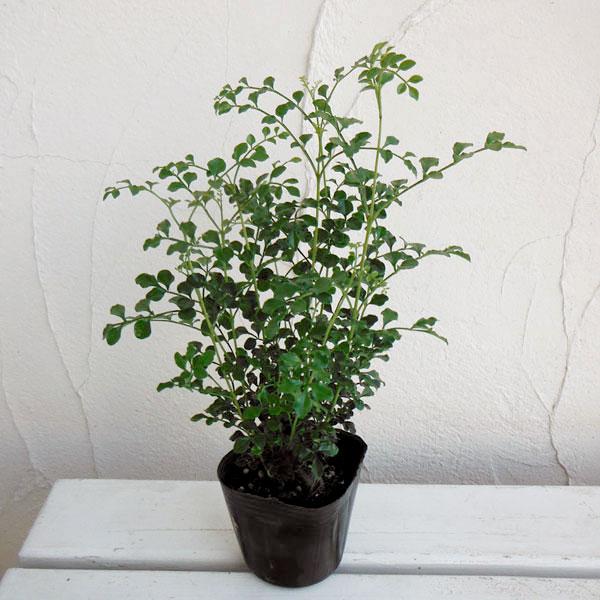 小さなつやのある葉を茂らせる常緑樹、シマトネリコ。とても人気の植物です。寒さにも比較的あり、関東以南では庭植えも可能です。この商品は3号ポットで小型に仕立ててあるので、寄せ植えの材料にもおすすめです。シマトネリコは北半球の温帯の常緑高木トネ...