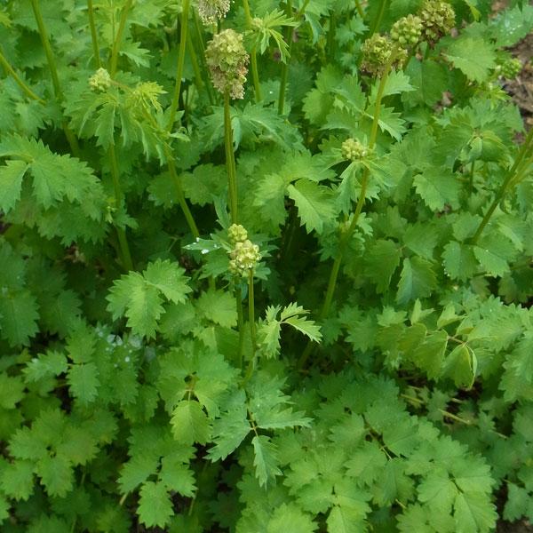 生葉をサラダ・ハーブバター・ハーブビネガーに サラダバーネットはバラ科の多年草。和名はオランダワレモコウといいます。若い柔らかい葉を適宜収穫してサラダ、ハーブバター、ハーブビネガーに使います。きゅうりのような匂いがし、味もおいしいです。バタ...