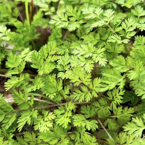 チャービルはフランス料理によく利用されるハーブで、さわやかでマイルドな甘い風味があり、パセリと同じような使い方をします。「仕上げのハーブ」といわれるくらい、チャービルをひとつまみ入れると香味がまとまり、様々な料理の風味づけに使われます。魚、...