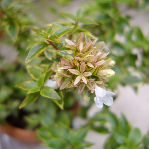 アベリアは地際から枝がたくさん出てブッシュ状になる潅木で、庭木、生垣、街路樹としてよく利用されます。6月〜9月まで絶え間なく白いユリのような形の小さな花を咲かせます。大気汚染や乾燥に強く大変強健です。病虫害もほとんど見られず、栽培は容易です...