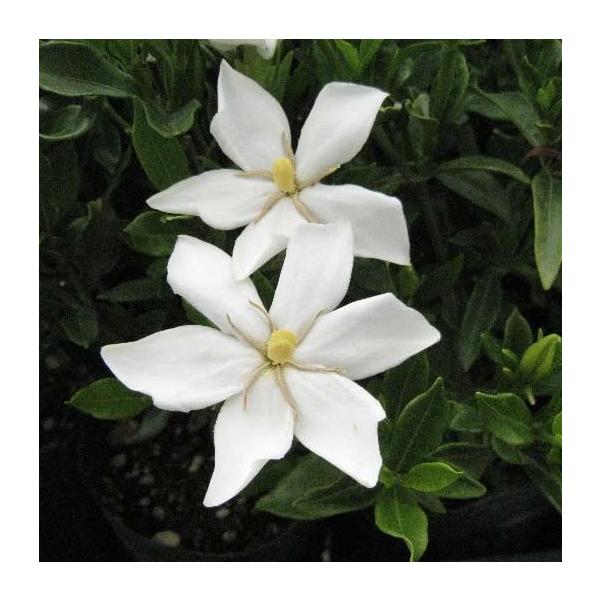 自然樹形の美しい、一重のクチナシです。コンパクトなので庭植え、低い生垣や鉢植えでも楽しめます。純白の花からは、クチナシならではの上品な芳香が漂います。花後に黄橙色の実がつき、おせち料理のキントンの色づけなどに利用されます。※詳しい商品説明は...