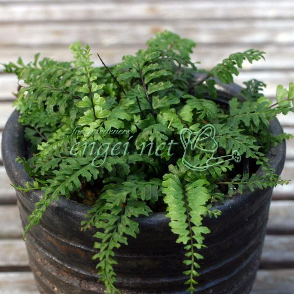 本州（中部）以西に分布するシダ植物。三角形状の細かな葉を連ねる美しいシダです。※詳しい商品説明は下のほうに記載があります