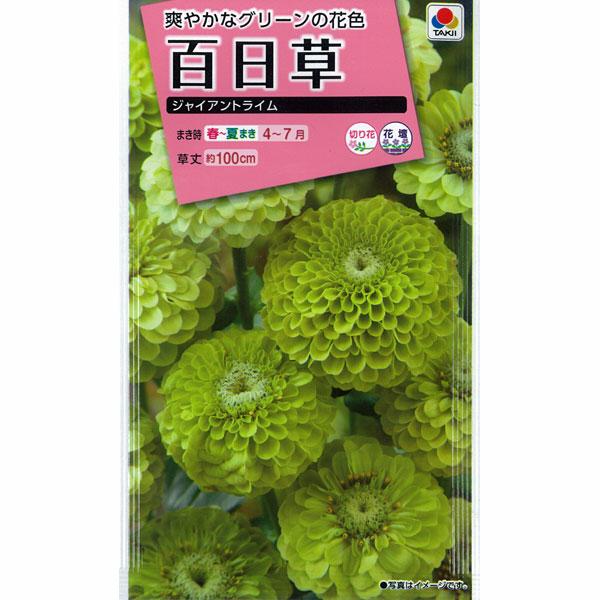 春〜初夏まき 爽やかなライムグリーンの花色の百日草です。約10cm大きな花が咲きます。丈夫で作りやすく切り花、花壇で楽しめます。※詳しい商品説明は下のほうに記載があります