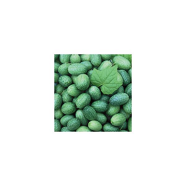 つるがよく伸びるので緑のカーテンにおすすめ 実はピクルス・サラダに 小さな可愛い実をたくさんつけるキュウリです。丈夫で育てやすく、グリーンカーテンにお薦めです。実の大きさは約2cmで、スイカのような模様です。さわやかな香りと酸味の感じられる...