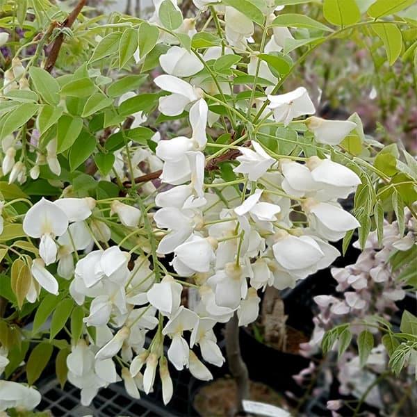 白カピタンはヤマフジのひとつ。花色は白で、花つきが良く、育てやすい品種です。花房の長さは10〜15cmと短い品種です。若木のうちから花をつけます。とても香りのよい花です。藤にはヤマフジとノダフジがあります。ヤマフジは山野に生え、つるが左巻き...