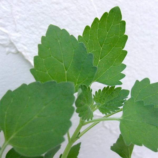 キャットミント(ネペタ）は古代からミントの仲間として利用されてきました。観賞用を含めていろいろな品種がありますが、薬効があるものをキャットニップ、その他をキャットミントと呼んで区別することが多いようです。猫が大好きなハーブでもあります。ヨー...