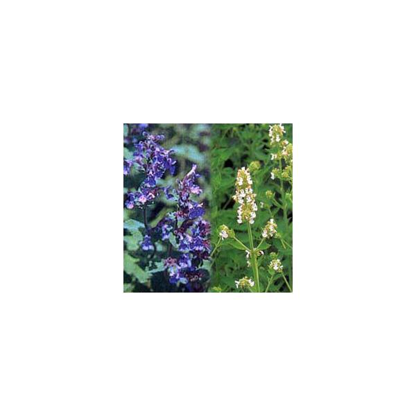 キャットミント(ネペタ）は古代からミントの仲間として利用されてきました。観賞用を含めていろいろな品種がありますが、薬効があるものをキャットニップ、その他をキャットミントと呼んで区別することが多いようです。猫が大好きなハーブでもあります。薬効...