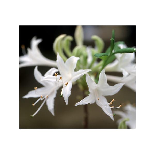 ヨーロッパで改良された落葉性の低木です。他のツツジにはない香りが魅力で、耐寒性にも優れています。ビスコサムは香りツツジの原種で白花の品種。原種のため花色は白〜薄ピンクとやや幅があります。病害虫に強いです。※詳しい商品説明は下のほうに記載があります