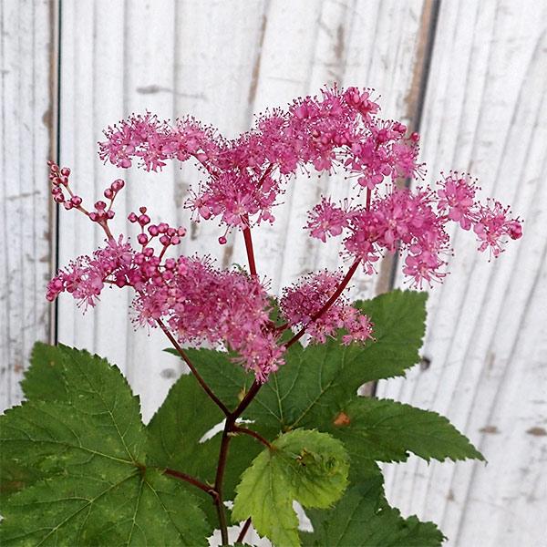 シモツケソウの近種で、小さな花が集まって夏に咲き、清楚で涼しげな印象。耐寒性が強く、和風庭園の定番の宿根草です。半日陰を好むので、大きな木の根締めに。高性で横に大きく広がり、洋風花壇の後方にも似合います。夏の切花にも重宝します。※詳しい商品...