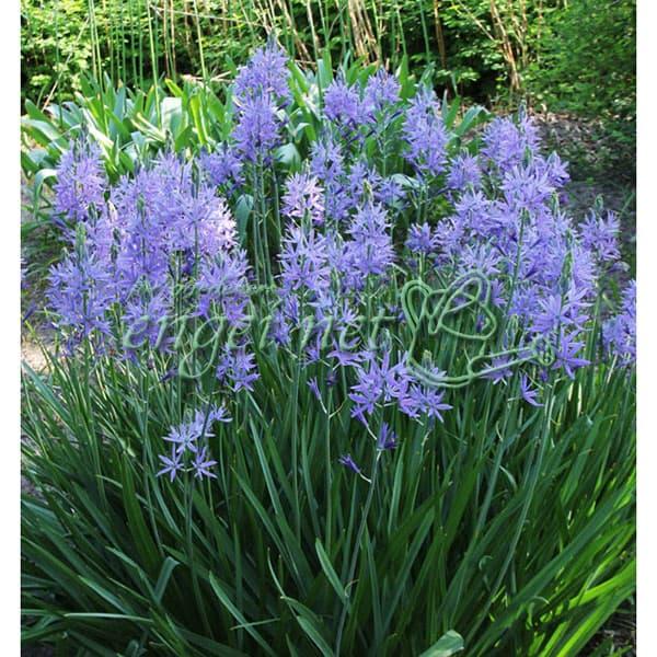 カマシアは北アメリカ原産の球根植物。日本ではオオヒナユリとも呼ばれています。春になると花茎を長く立ち上げ、星型の花を多数咲かせます。1本の花茎に30〜50程度の花をつけ、下から順に咲き進みます。極端な排水不良のところ以外なら、用土も選ばず、...