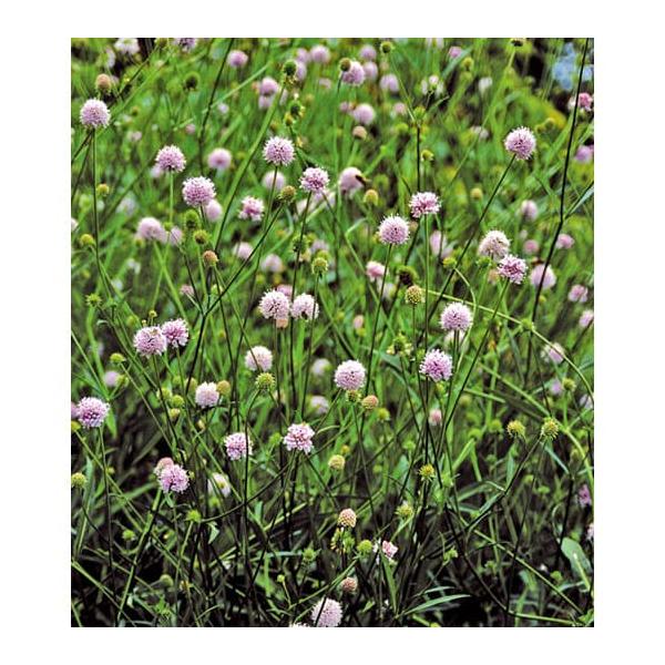 可憐な球状の花 花壇・切り花向き ★入荷から日数が経ったためセール価格となりました。商品の状態は画像と異なる場合があります。★フロステッドパールズは咲き始めはピンクで、徐々に白へ花色が変化する球状のボンボン咲きの可愛らしい花をつけるマツムシ...