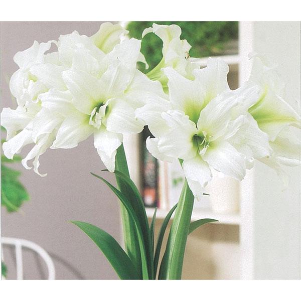 ★長期在庫のため特価です・芽が伸び始めている場合があります★アマリリスの八重咲き種は本当に豪華！！一重咲きでは物足りないと言われる方でもご満足いただけます。※詳しい商品説明は下のほうに記載があります