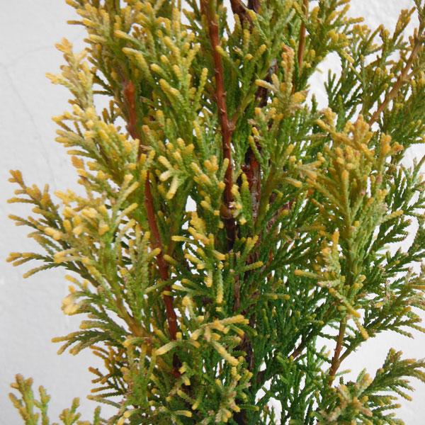 ロケット型の樹形となるホソイトスギ（イタリアンサイプレス）の1種で、枝葉が細かく黄金色の葉が特徴です。冬季は赤褐色を帯びます。庭木、鉢植え、コンテナに適しています。クプレッサス類はあまり寒さに強くないので、庭植えは関東地方から九州まで。強風...