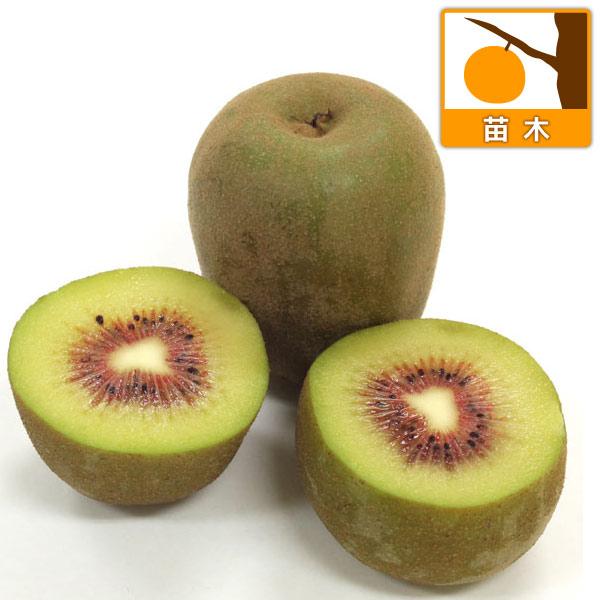 果実の中心がストロベリーのような紅色に熟す、とっても甘いキウイです。糖度はなんと20度！果実のサイズは80g内外とやや小ぶりですが、なめらかな食味はこれまで味わったことのない美味しさです。※詳しい商品説明は下のほうに記載があります