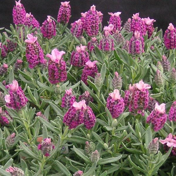 ★入荷から日数が経ったためセール価格となりました。商品の状態は画像と異なる場合があります。★キューレッドは人気のフレンチ系ラベンダー。花の先端にウサギの耳のような上部苞葉があるピンクの花です。耐寒性はマイナス5度までと多少寒さに弱いので、戸...