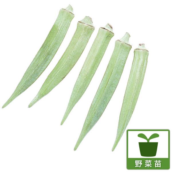 グリーン色が薄い！やわらかいオクラ！！普通のオクラに比べ緑が薄い。色白タイプのオクラで昔から「白オクラ」と呼ばれています。柔らかく味にクセが無いので「サラダオクラ」とも呼ばれています。長さ10cmくらいを目安にとり遅れないよう収穫すれば美味...