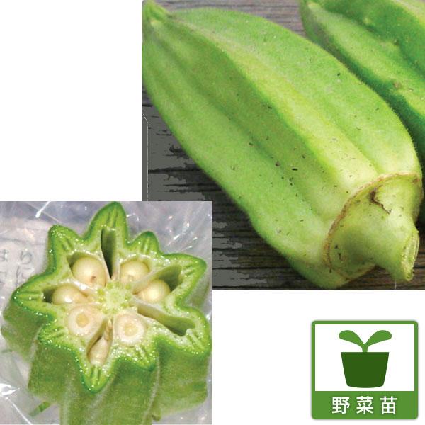 ねばねば野菜は暑さに強く育てやすい！！おおきくてやわらかい！！ねばねばの力。ねばねばスタミナ野菜。切り口が可愛い星形！！※詳しい商品説明は下のほうに記載があります