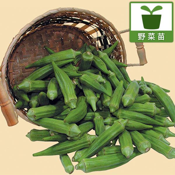 ねばねば野菜は暑さに強く育てやすい！！珍しい八角でやわらかい！！ねばねばの力。ねばねばスタミナ野菜。珍しい八角形のやわらかオクラ！！※詳しい商品説明は下のほうに記載があります