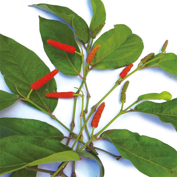 沖縄で利用されるコショウ科の植物で、別名ジャワナガコショウとも呼ばれています。未熟の時は緑色、熟してくると赤くなります。未熟のままの実を収穫し、乾燥して粉にしたものを香辛料・調味料として使用します。方言名ではピパーツ。また、若い葉をジューシ...
