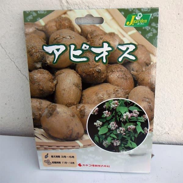 インディアンが古くから食べているという薬用芋。数珠のようにつながったイモのような塊茎を食用とします。とても甘くてよい香りがし、ゆでたり揚げたりしておいしく召し上がれます。栄養価も非常に高く、健康食品としても注目を集めています。夏に咲く花も美...