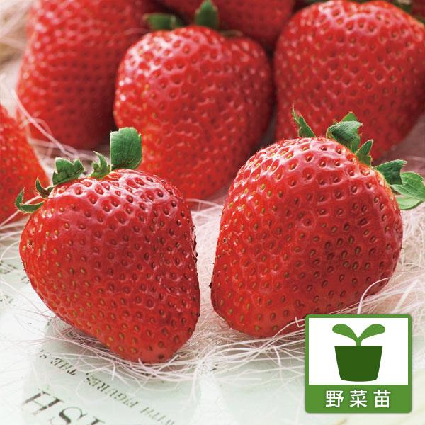 糖度と酸味のバランスが良く、すっきりとした甘さが特徴の大粒イチゴ。つい“もういっこ”と手が伸びてしまいます。うどんこ病・萎黄病等に強く、果実は固く日持ち性に優れます。※この品種は育成者権者（宮城県）に無断で増殖・販売はできません。育成者権者...