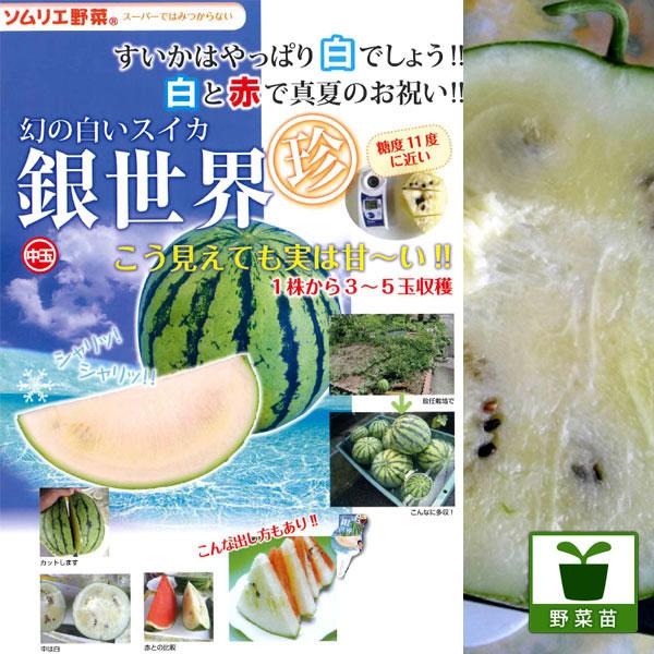 野菜ソムリエの生産者の方がおすすめするスーパーではみつからないソムリエ野菜の品種です。銀世界は珍しい白色の中玉品種です。栽培環境などにもよりますが1株から3~5玉収穫でき、糖度は11度ぐらいで白くても甘い品種です。種有スイカのため1品種でも...