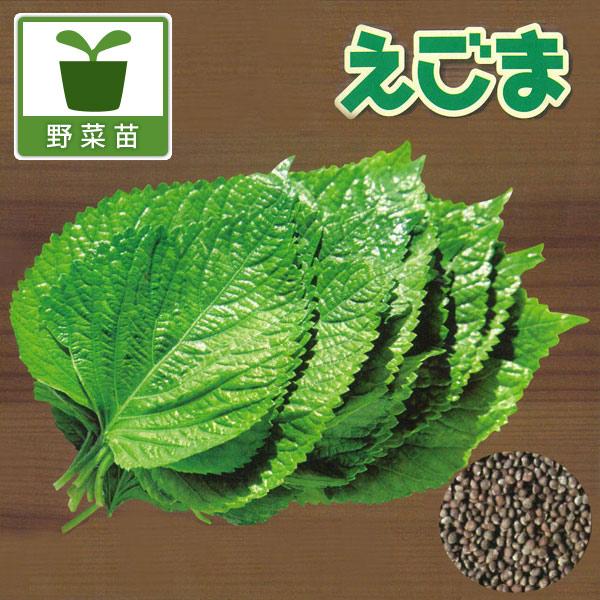 「十年食べると十年長生きする」と昔から言われ、丸ごとたべられる素晴らしい食材！白種品種より「えごま油」が沢山とれる、種子の色は褐色。※詳しい商品説明は下のほうに記載があります