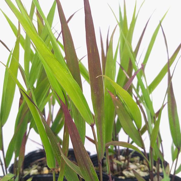 オーナメンタルグラスとして人気の風知草。こんもりとした株姿で、密生する葉が風にさらさらとなる風趣豊かな多年草です。葉の付け根がくびれ、葉の裏が表に見えるので、別名ウラハグサと呼ばれます。半日陰でも大丈夫で、明るい葉色が印象的です。夏に涼しげ...