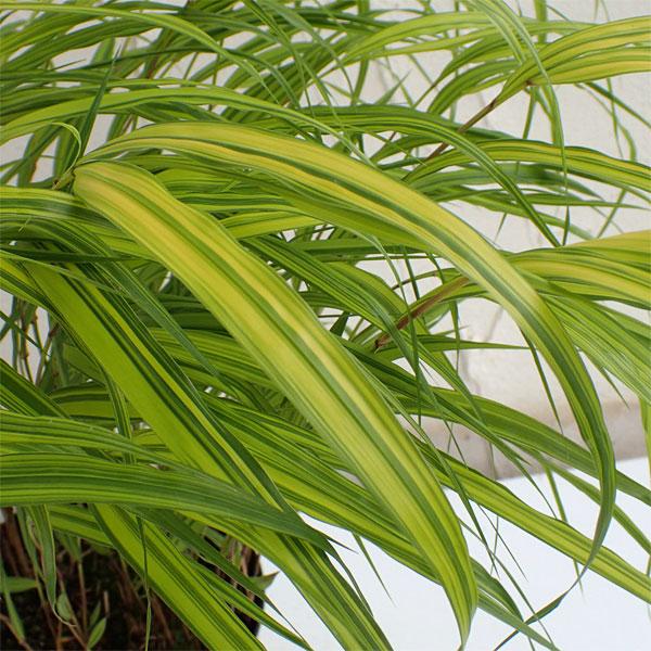 オーナメンタルグラスとして人気の風知草。こんもりとした株姿で、密生する葉が風にさらさらとなる風趣豊かな多年草です。葉の付け根がくびれ、葉の裏が表に見えるので、別名ウラハグサと呼ばれます。半日陰でも大丈夫で、明るい葉色が印象的です。夏に涼しげ...