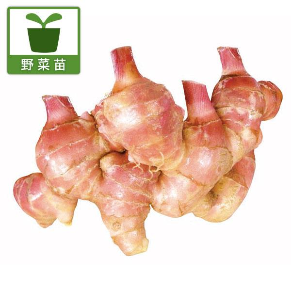 金時生姜の苗です。金時生姜はさわやかな香りと清涼感のある辛味が特徴のショウガです。魚や肉の臭み消し、めん類や豆腐の薬味として日本人に最もなじみの深い香辛料です。金時しょうがは血行促進や免疫力の向上に効果があるといわれるジンゲロールが普通のの...