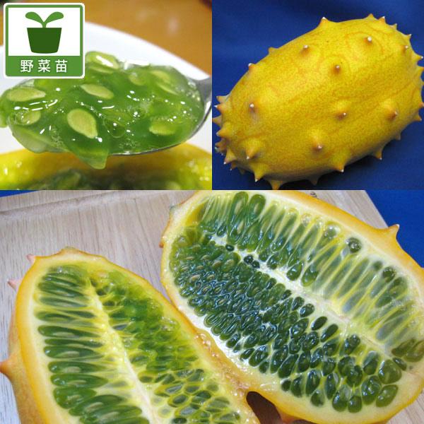ミネラル豊富な機能性野菜として注目を集める、ニュージーランド原産のキワーノ（キワノ）。長さ15cmほどの楕円形の果実で、果皮はオレンジ色でトゲがあり、果肉はプルプルのゼリー状で緑色です。ゴーヤやひょうたんの仲間で、つる性のウリ科野菜なので、...