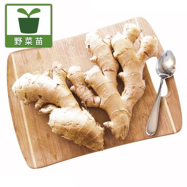 家庭菜園で手軽に作れる強健な野菜、さわやかな香りと清涼感のある辛味が特徴のショウガ。魚や肉の臭み消し、めん類や豆腐の薬味として日本人に最もなじみの深い香辛料です。この品種は大ショウガの中でも特に大きく、日本一とも呼ばれる特大のショウガです。...